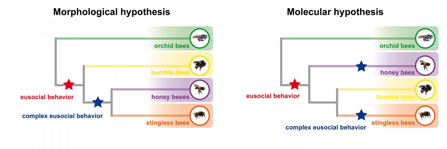 Hypotheses on evolution of bee [IMAGE] | EurekAlert! Science News Releases
