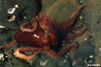 Octopus [IMAGE] | EurekAlert! Science News Releases