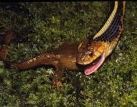 Evolved resistance to deadly toxic newts | EurekAlert!