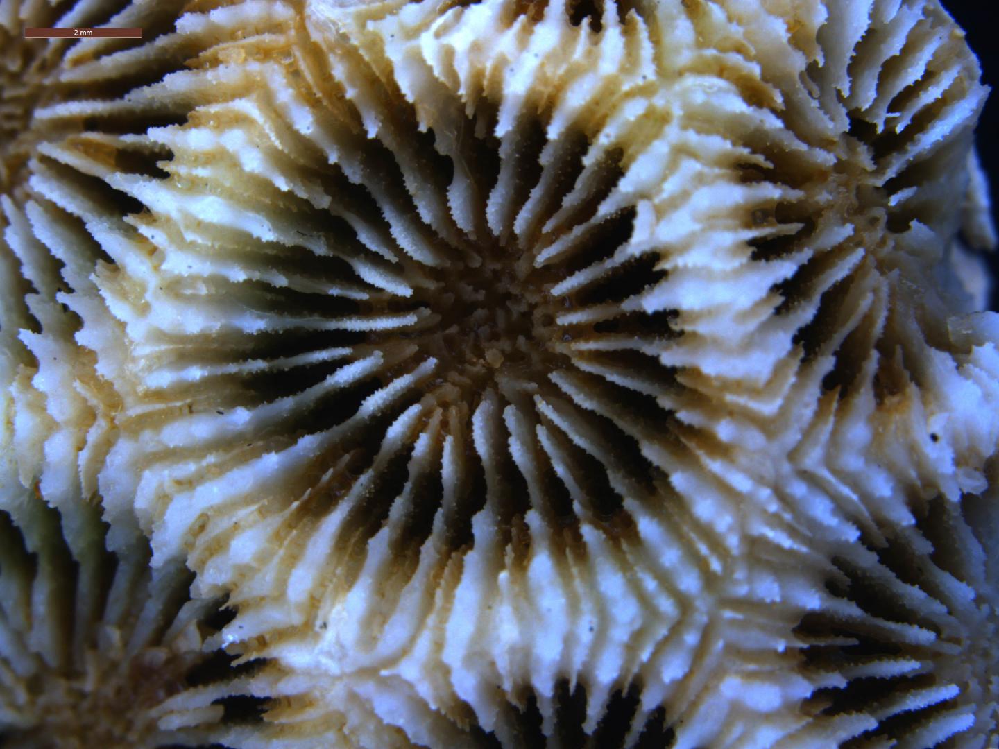 Coral Skeleton [IMAGE] | EurekAlert! Science News Releases