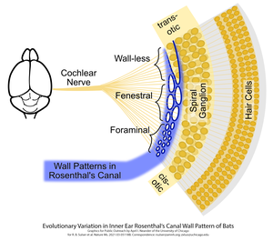 Bat ear diagram [IMAGE] | EurekAlert! Science News Releases