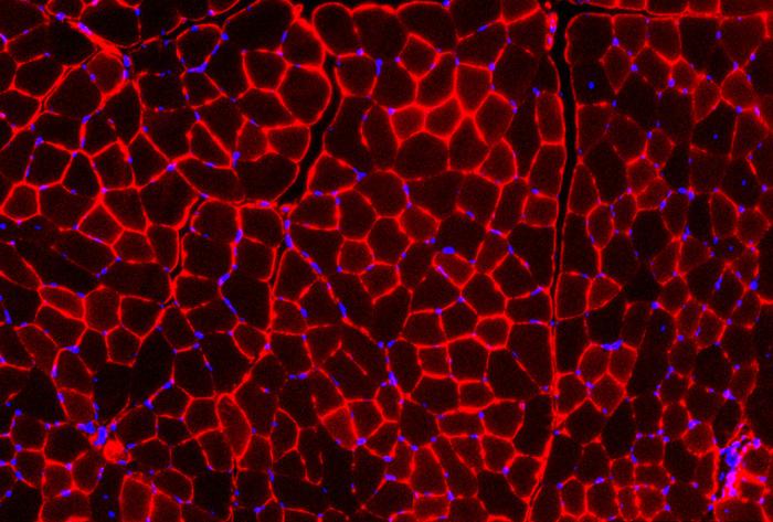 Muscle cells microscopy [IMAGE] | EurekAlert! Science News Releases