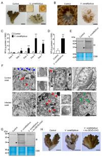 Cleavage of GSDME by Caspase 3 [IMAGE] | EurekAlert! Science News Releases