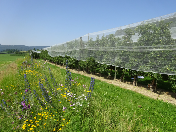 Flower strips and hedges combine to boost bee | EurekAlert!