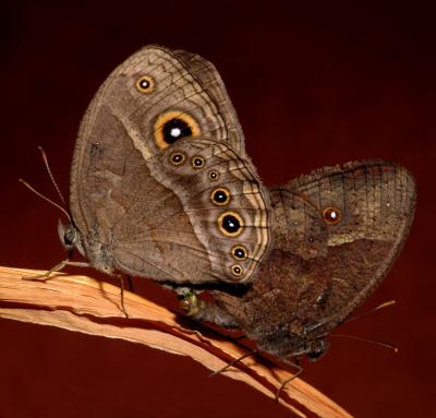 Seasonal Switch in Butterfly Sexual Signals ( | EurekAlert!