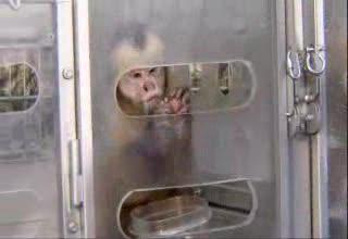 Monkey Business | EurekAlert!