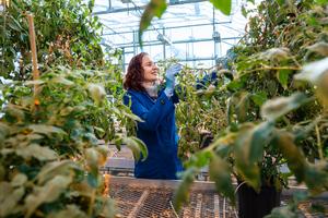 Plant Biologist Siobhan Brady named HHMI Inve | EurekAlert!