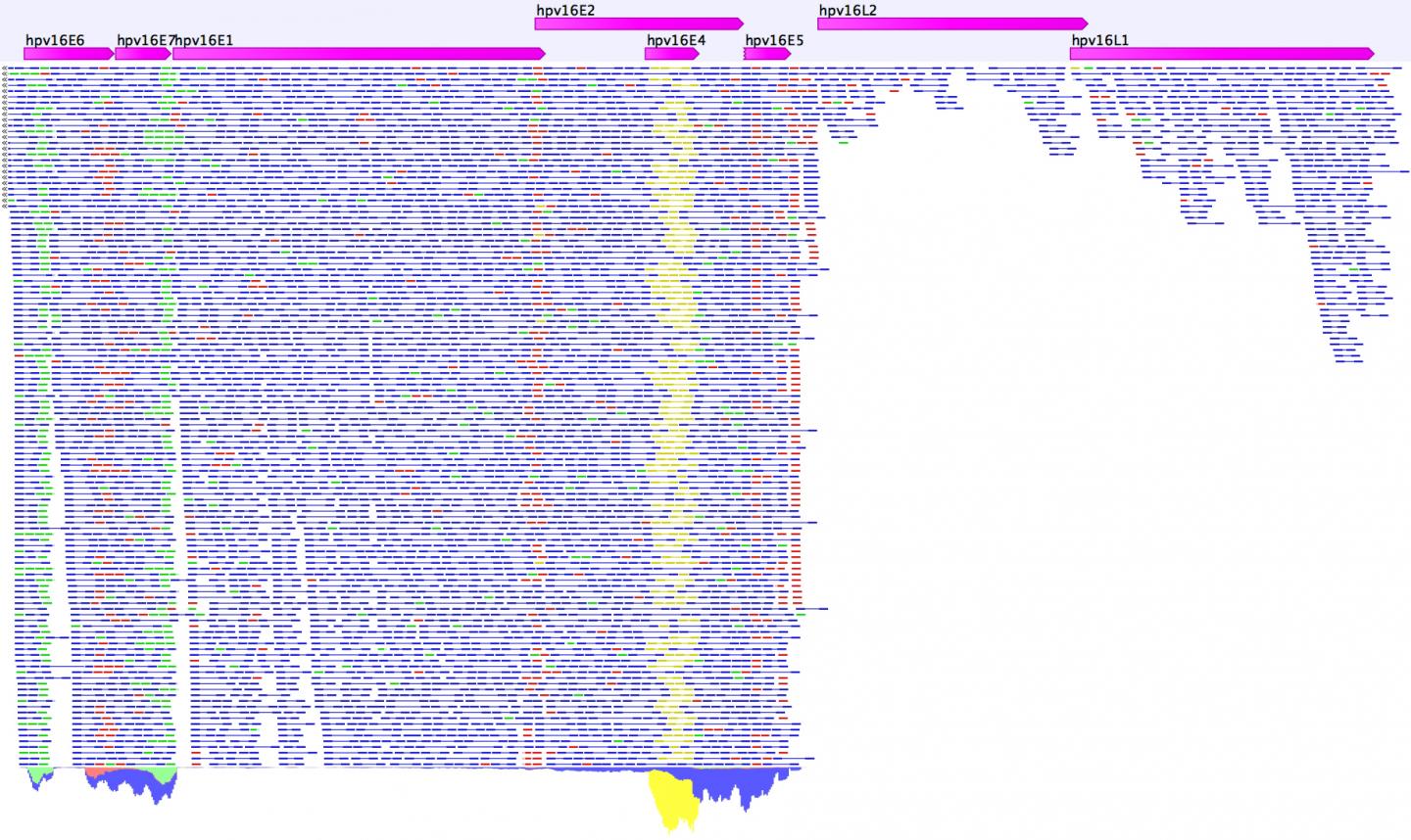 HPV Gene Expression [IMAGE] | EurekAlert! Science News Releases