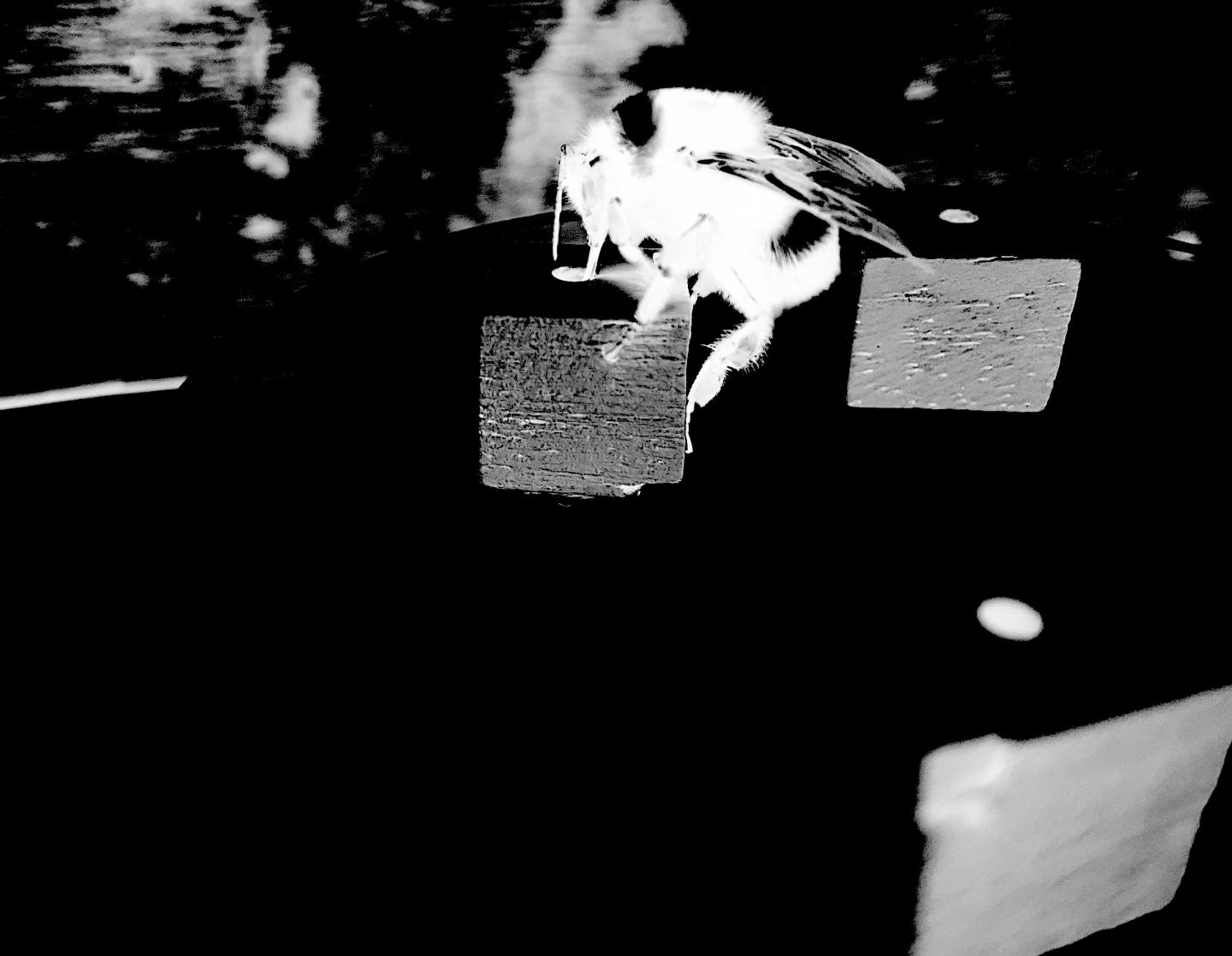 Bumblebees Recognize Objects T [IMAGE] | EurekAlert! Science News Releases