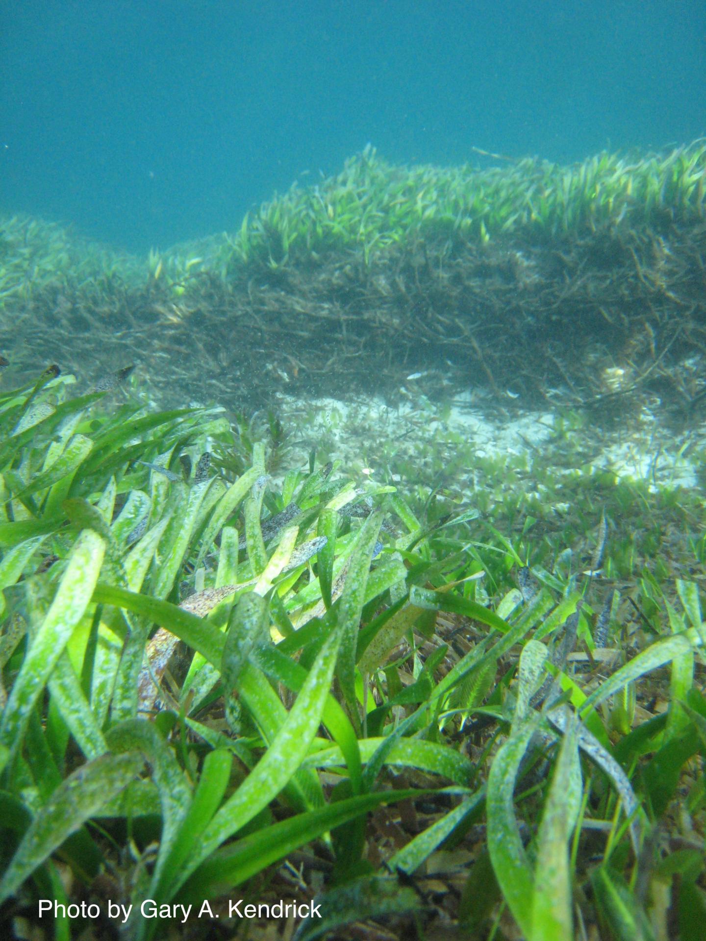 Loss of posidonia reduces CO2 storage areas a | EurekAlert!