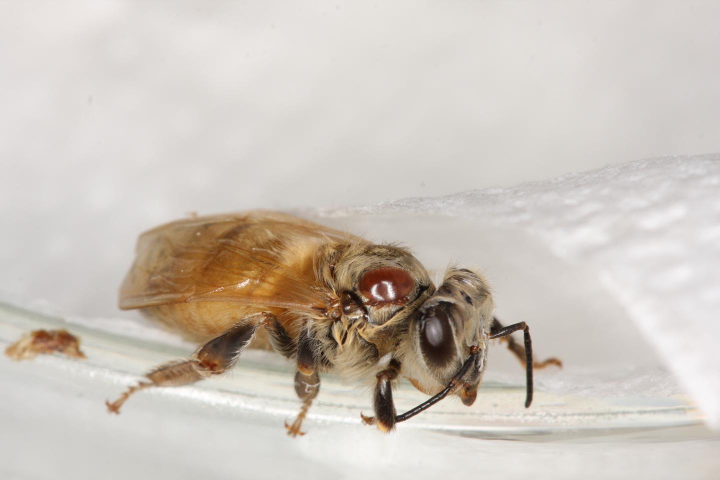 Bee with Varroa destructor [IMAGE] | EurekAlert! Science News Releases