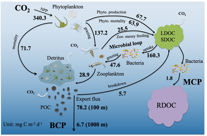 Annual mean organic carbon flu [IMAGE] | EurekAlert! Science News Releases
