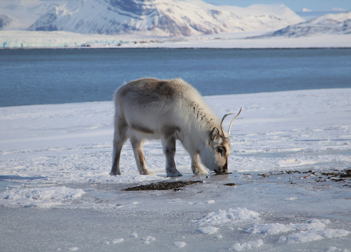 Reindeer drinking water [IMAGE] | EurekAlert! Science News Releases