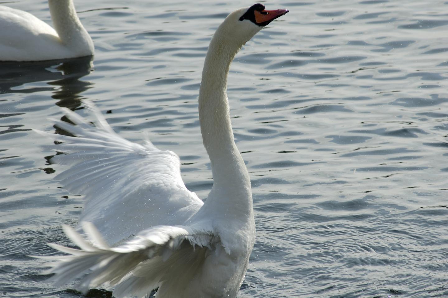 Better Insights into Drivers of Avian Flu Out | EurekAlert!