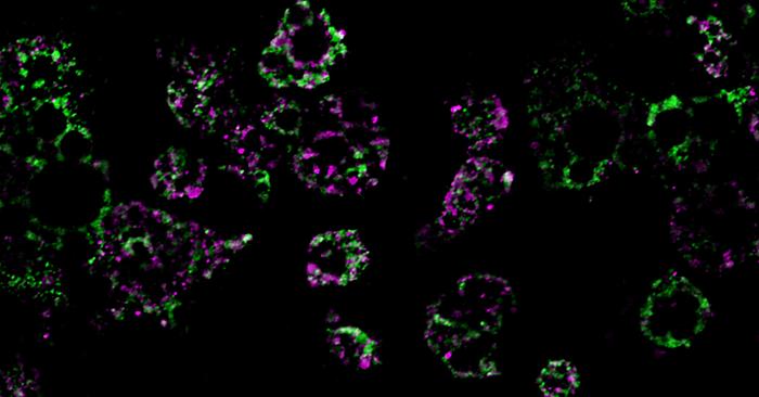 mitochondria [IMAGE] | EurekAlert! Science News Releases