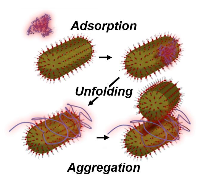 Nanoparticle Aggregation [IMAGE] | EurekAlert! Science News Releases