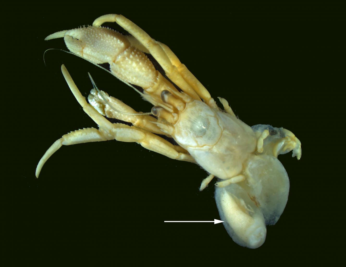 The rhizocephalan barnacle pel [IMAGE] | EurekAlert! Science News Releases