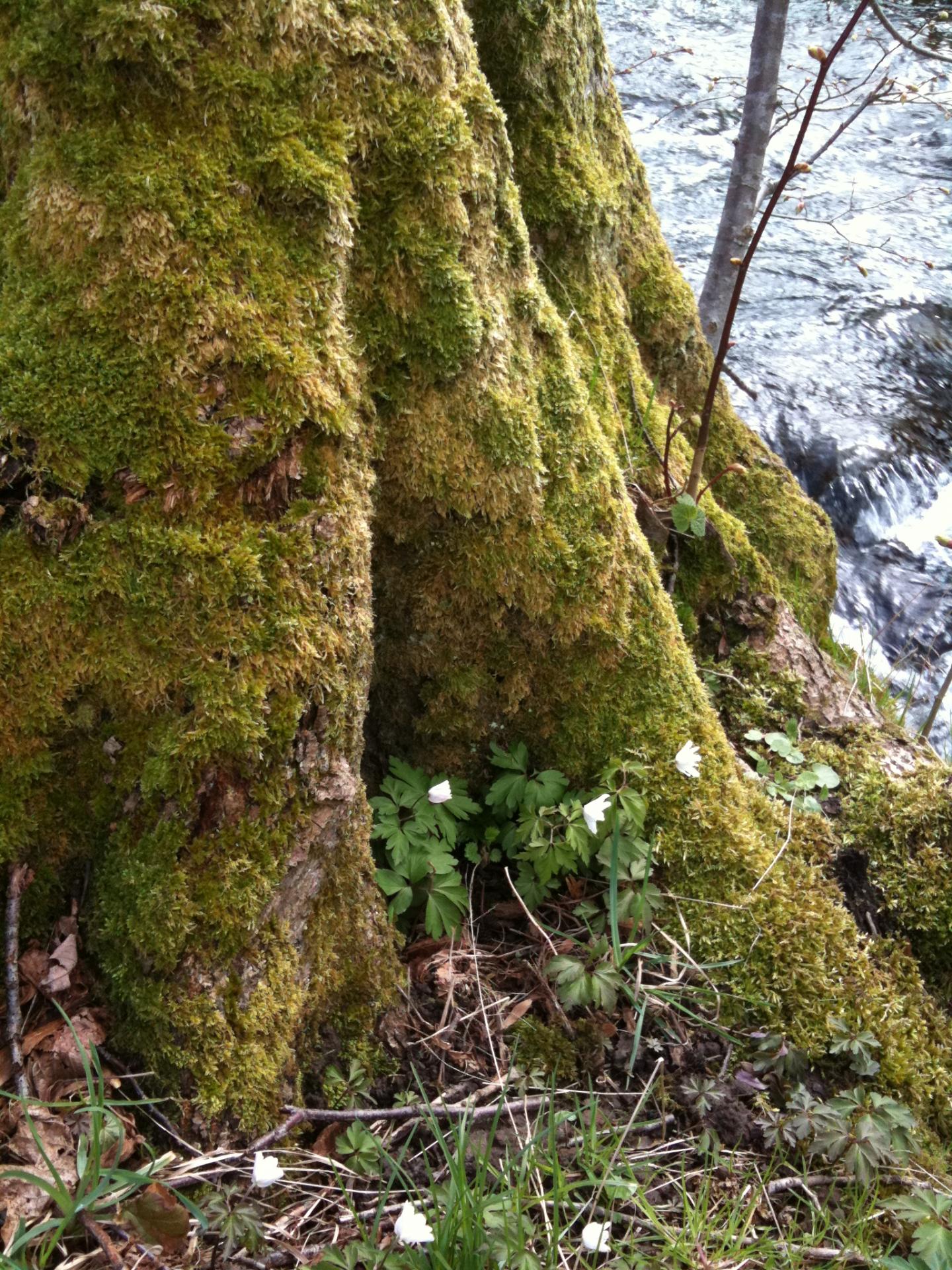 The protective layer of prehistoric land plan | EurekAlert!