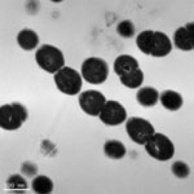 S. sanguinis 1 (of 2) [IMAGE] | EurekAlert! Science News Releases