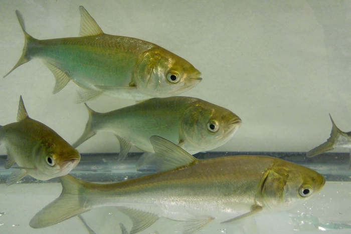 Will renaming carp "copi" help control them? | EurekAlert!