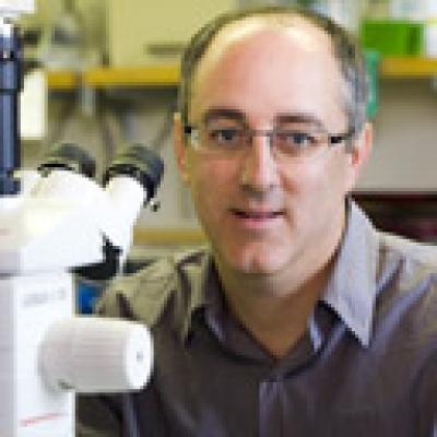 Scott C. Baraban, Ph.D., Unive [IMAGE] | EurekAlert! Science News Releases