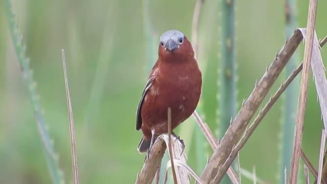 Despite Lack of Genetic Diversity, Why Do Fin | EurekAlert!