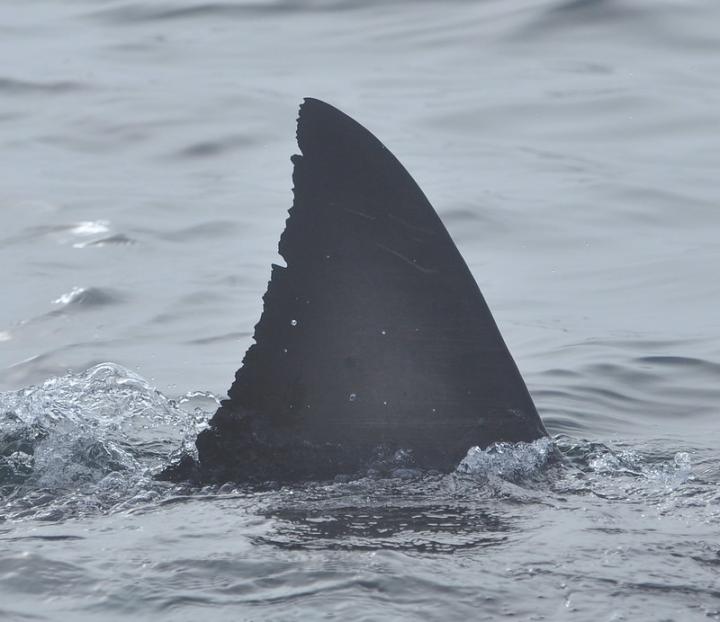 White shark dorsal fin [IMAGE] | EurekAlert! Science News Releases
