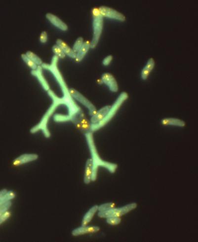 DNA-Stained Micrograph [IMAGE] | EurekAlert! Science News Releases