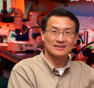 2-way cell talk provides clues about neuromus | EurekAlert!