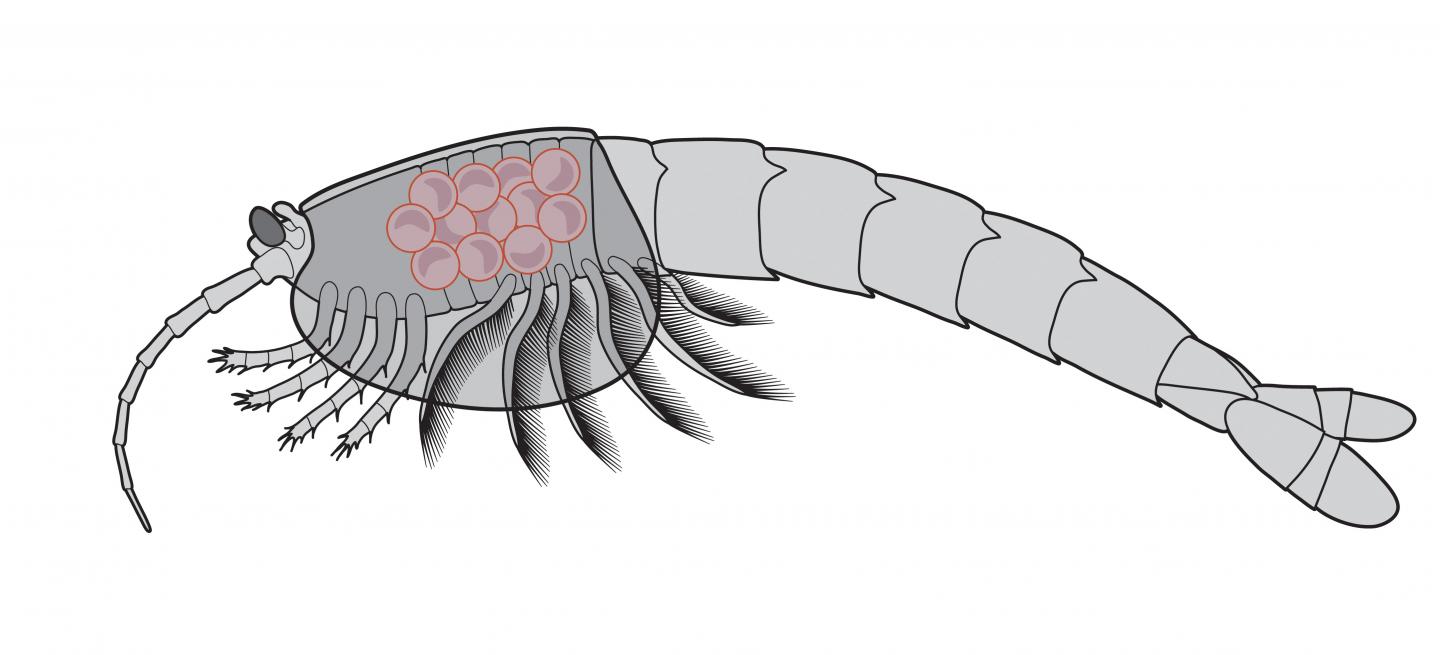 Waptia fieldensis wit [IMAGE] | EurekAlert! Science News Releases