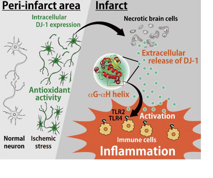 Antioxidant protein inside the [IMAGE] | EurekAlert! Science News Releases