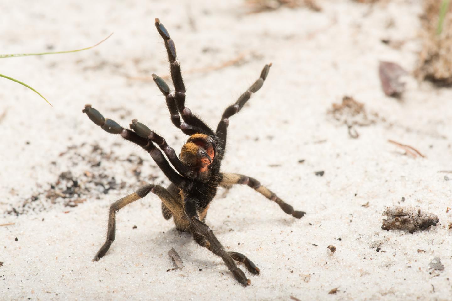 New tarantula species from Angola distinct wi | EurekAlert!