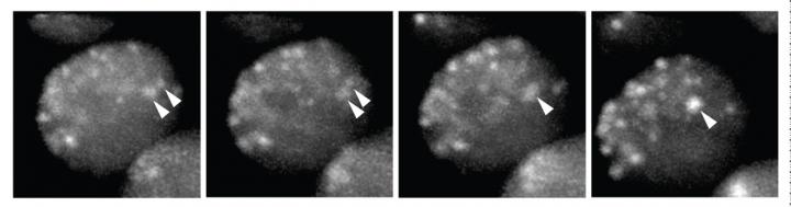 Embryo Fusion [IMAGE] | EurekAlert! Science News Releases