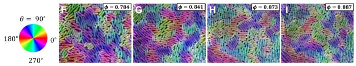 Packed microdomains. [IMAGE] | EurekAlert! Science News Releases