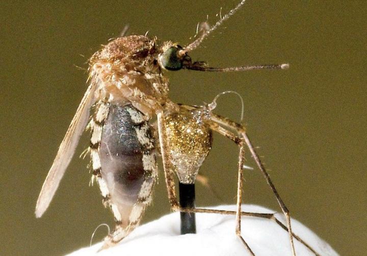 Discovered mode of drinking in mosquitoes car | EurekAlert!
