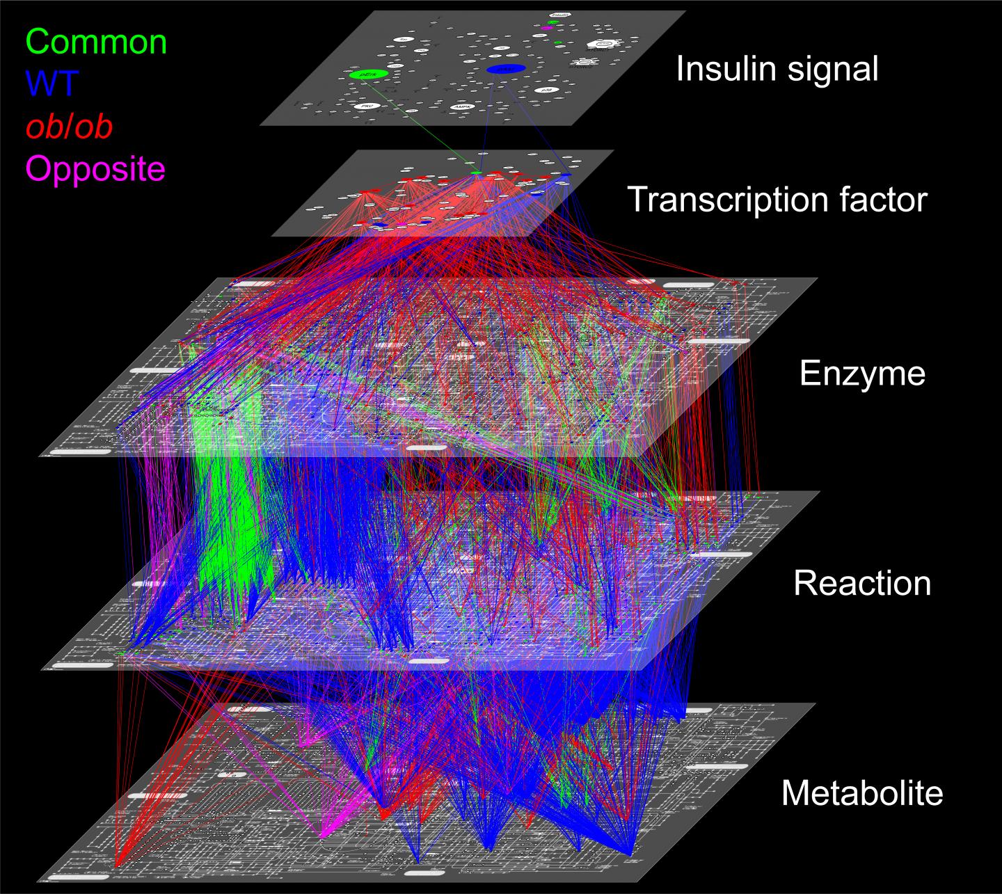 Regulatory networks for metabo [IMAGE] | EurekAlert! Science News Releases