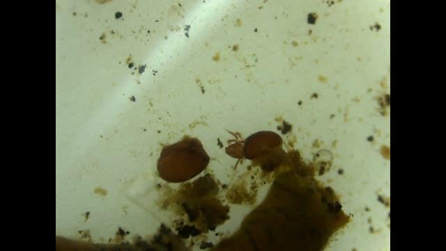 Mite Escapes | EurekAlert!