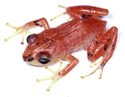 Hedges Red Haiti Frog [IMAGE] | EurekAlert! Science News Releases