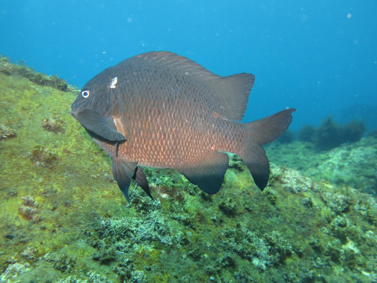 Farming fish alter 'cropping' strategies unde | EurekAlert!