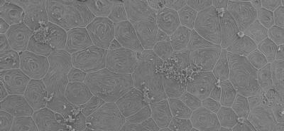 Adult Zebrafish Skin [IMAGE] | EurekAlert! Science News Releases