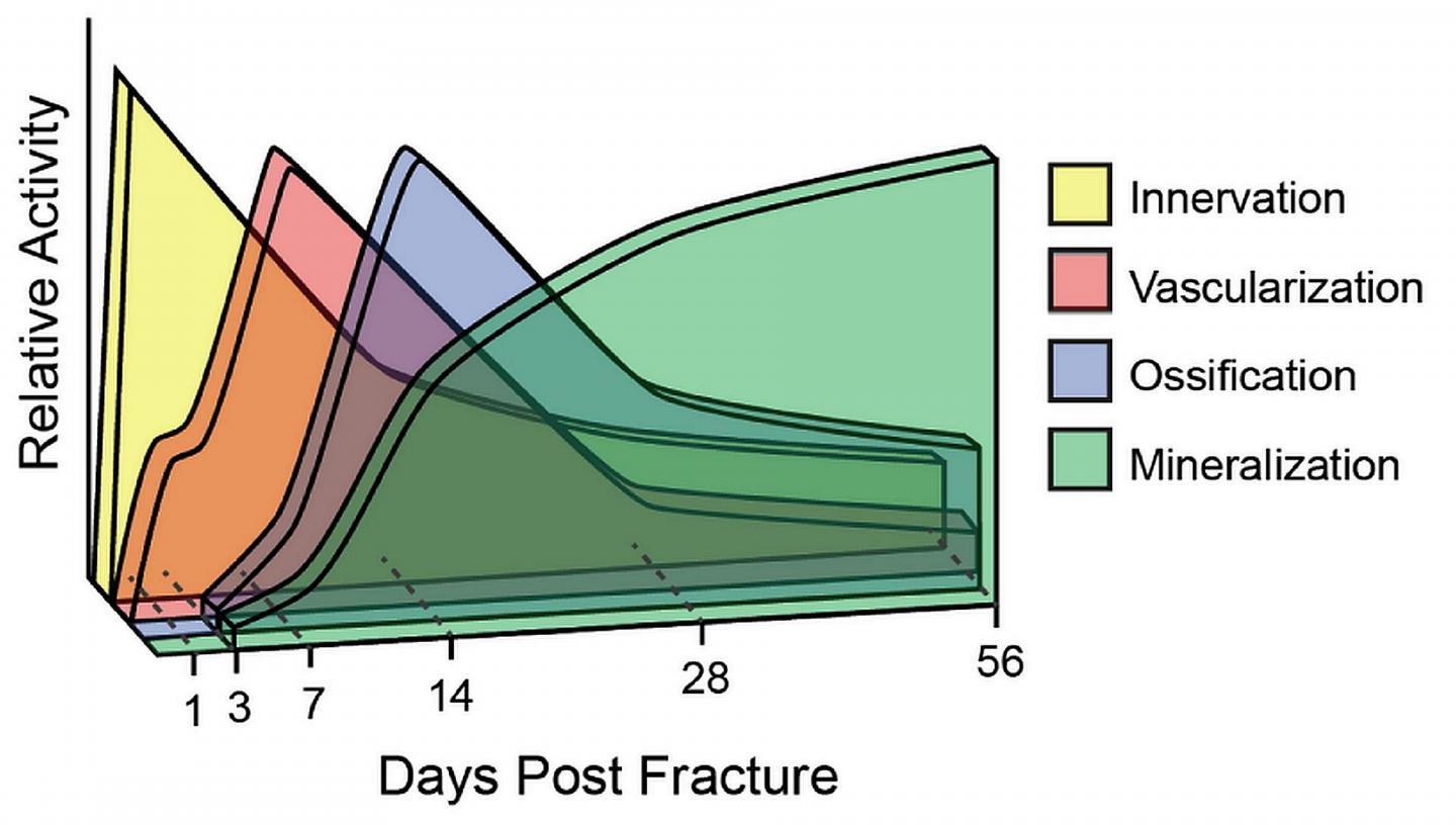Fracture Science