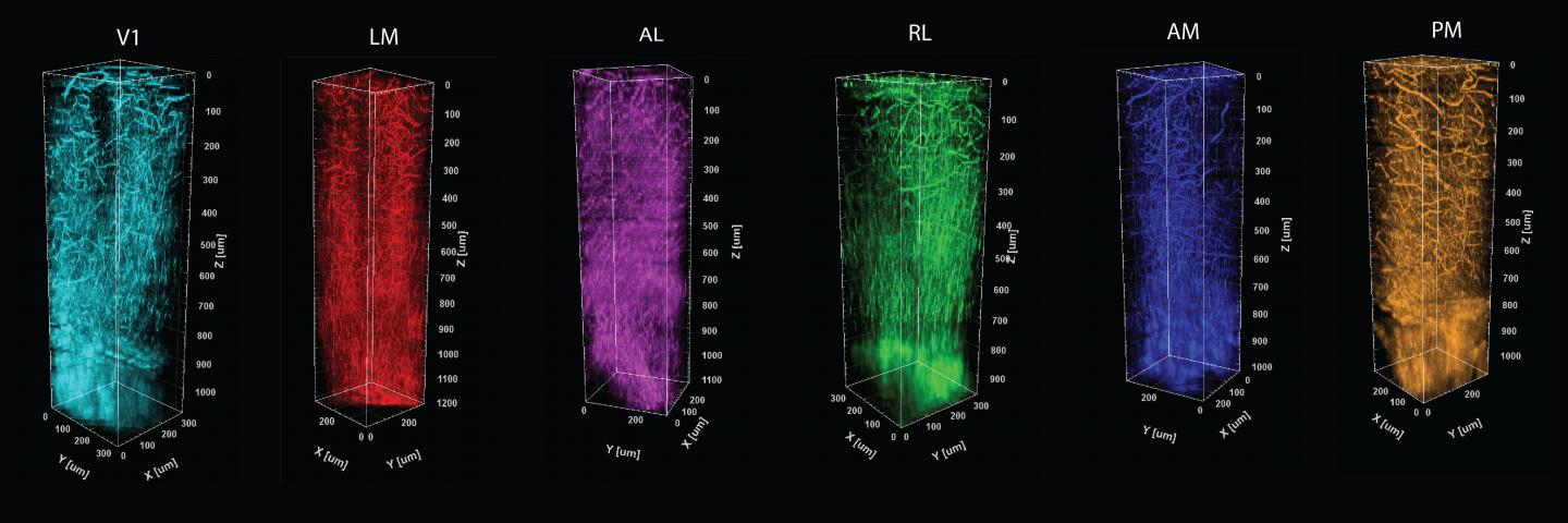 Columns of Cortex [IMAGE] | EurekAlert! Science News Releases