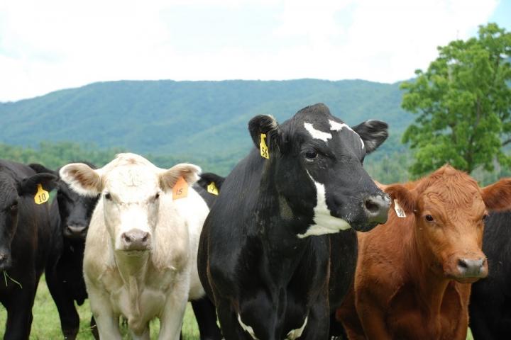 Beef Cattle in Tennessee [IMAGE] | EurekAlert! Science News Releases