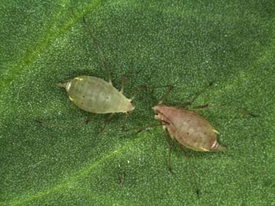 A Symbiotic, Color-Changing Re [IMAGE] | EurekAlert! Science News Releases