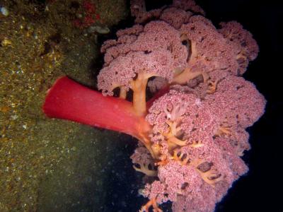 New Soft Coral from the Philip [IMAGE] | EurekAlert! Science News Releases