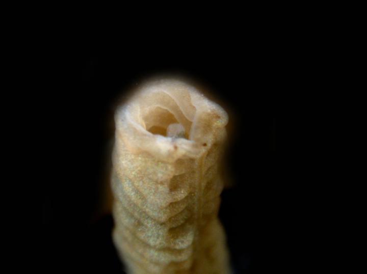 Cut Worm [IMAGE] | EurekAlert! Science News Releases