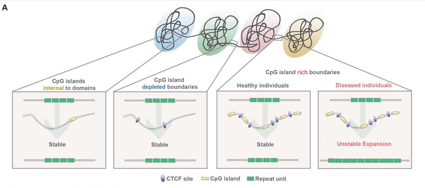 Topologically Associated Domai [IMAGE] | EurekAlert! Science News Releases