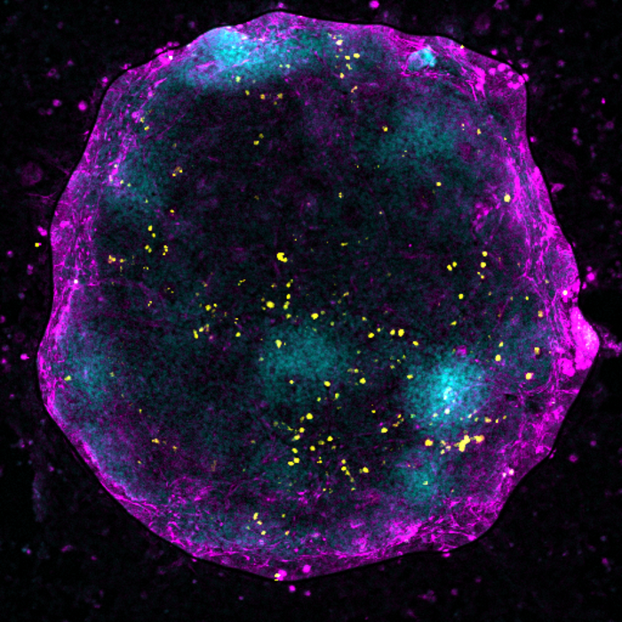 Female germ cells entering mei [IMAGE] | EurekAlert! Science News Releases