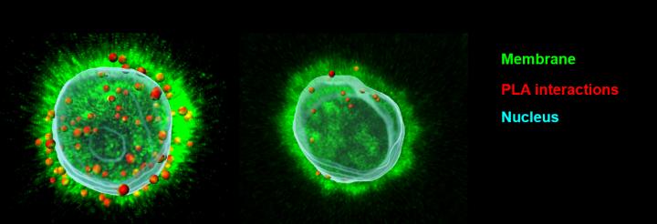 T cells [IMAGE] | EurekAlert! Science News Releases