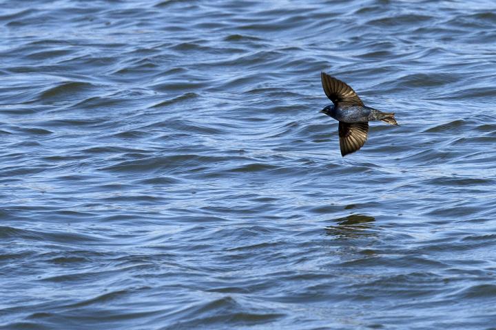 Purple Martin Migration [IMAGE] | EurekAlert! Science News Releases